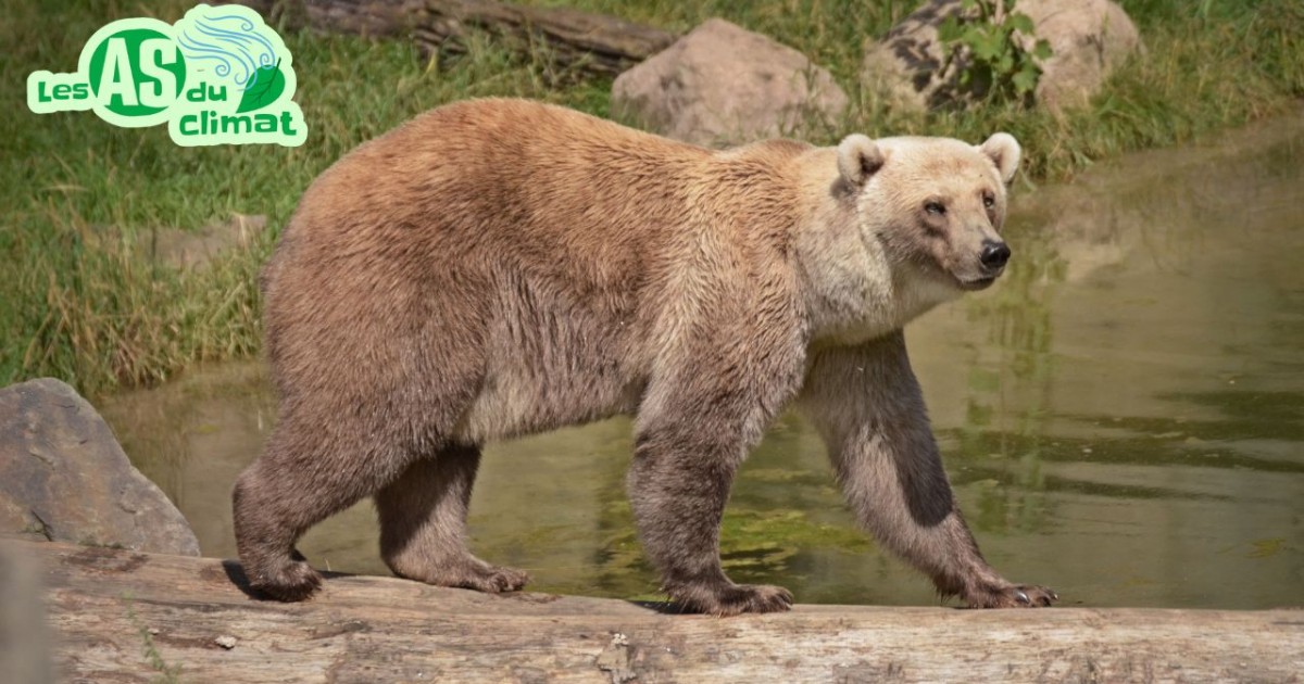 Découvre le pizzly, moitié ours polaire, moitié grizzly | Articles | Les as de l'info